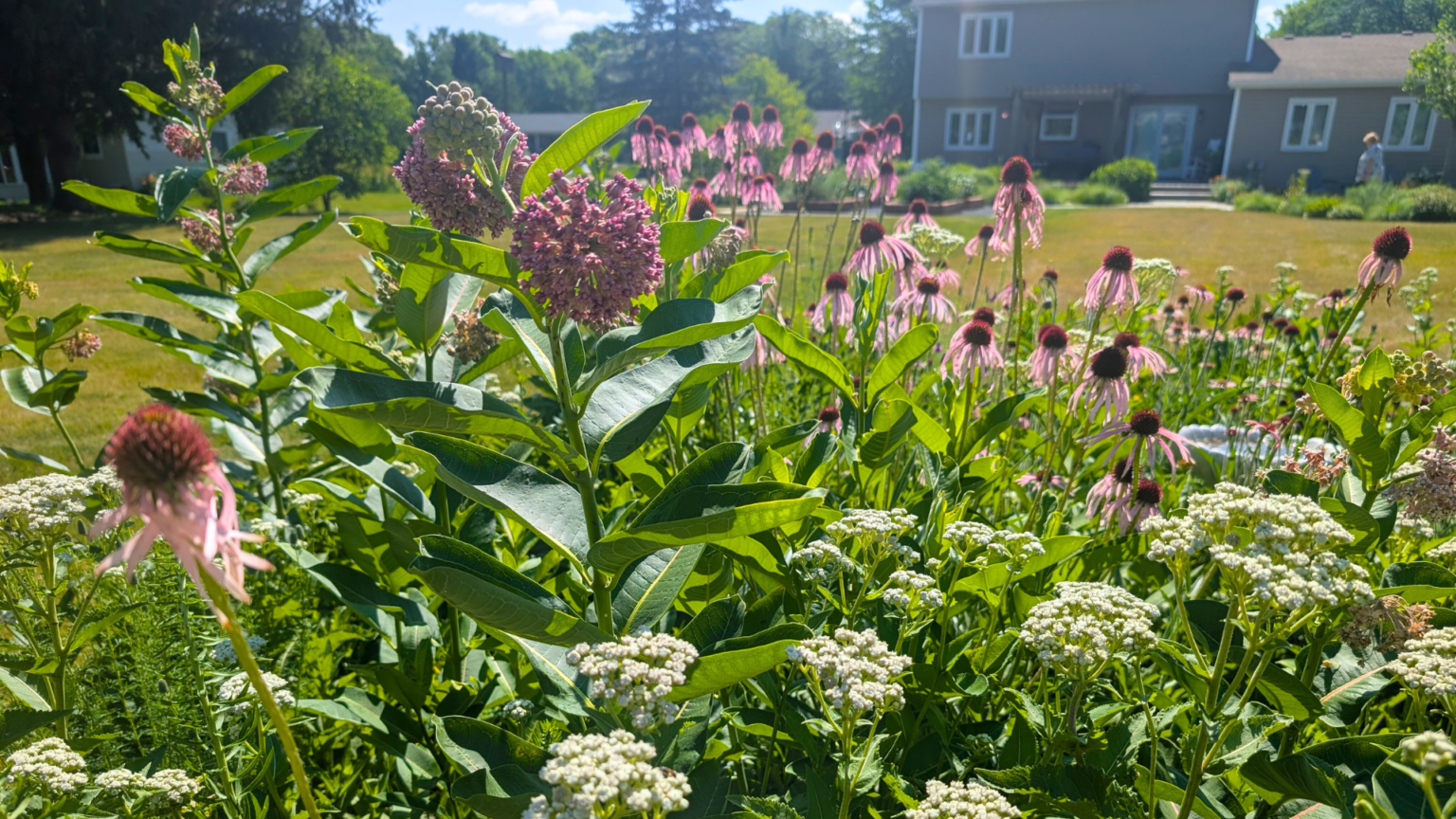 Tips to Create Native Gardens That Are Pleasing to the Eye and Nature ...